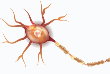 Researchers Discover Possible Pathway of Vagus Nerve’s Inflammatory ...