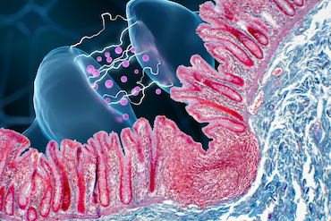 Pain Signaling May Also Protect Intestinal Lining