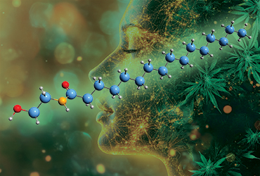 Endocannabinoids Show Promise in Blunting Opioid Reward, Preserving ...